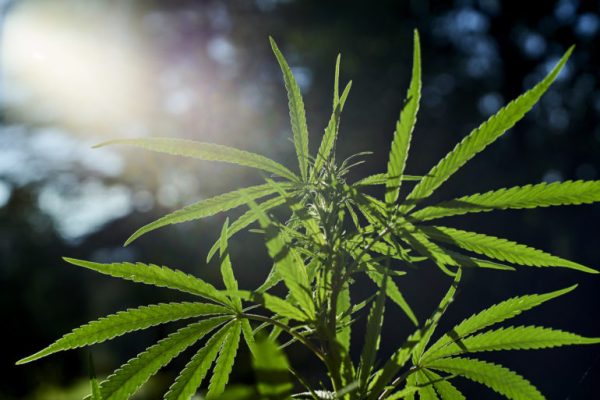 Understanding Potency: Comparing THCA Flower to Other Cannabis Products ...